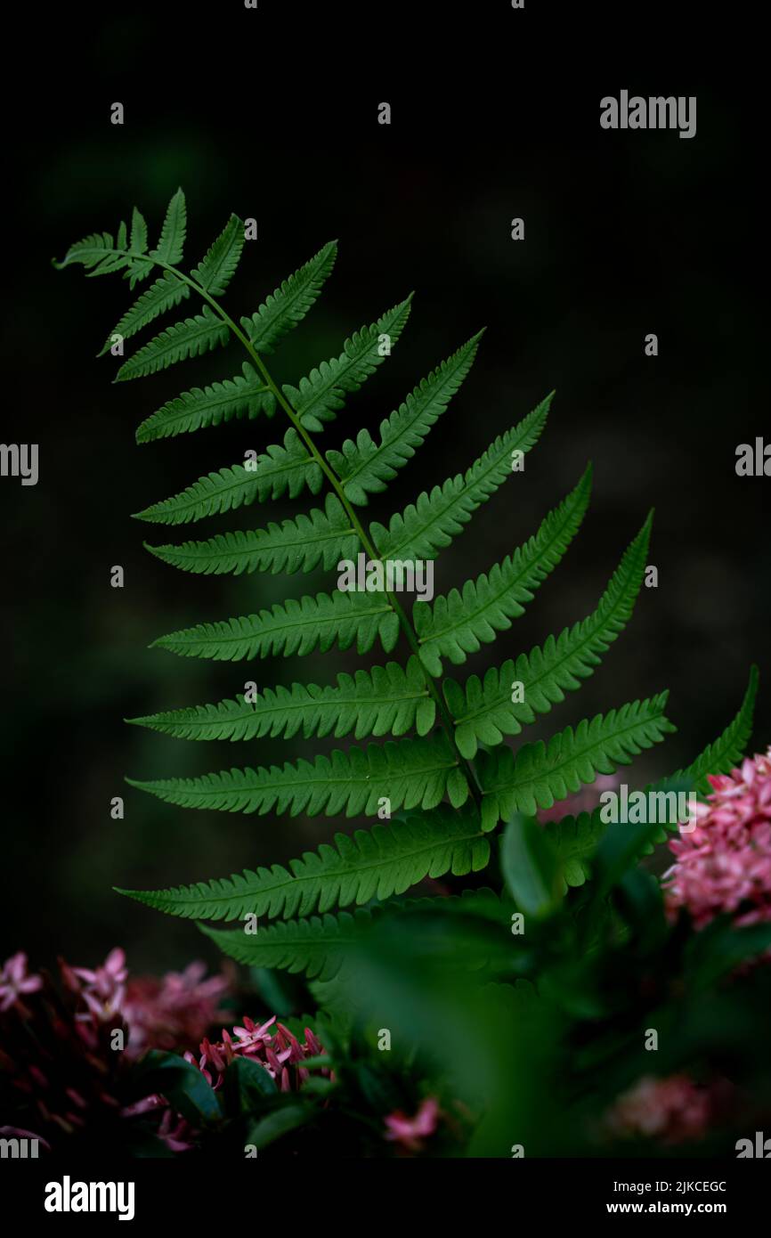 A vertical shot of a fresh Garden Fern with dark background Stock Photo ...