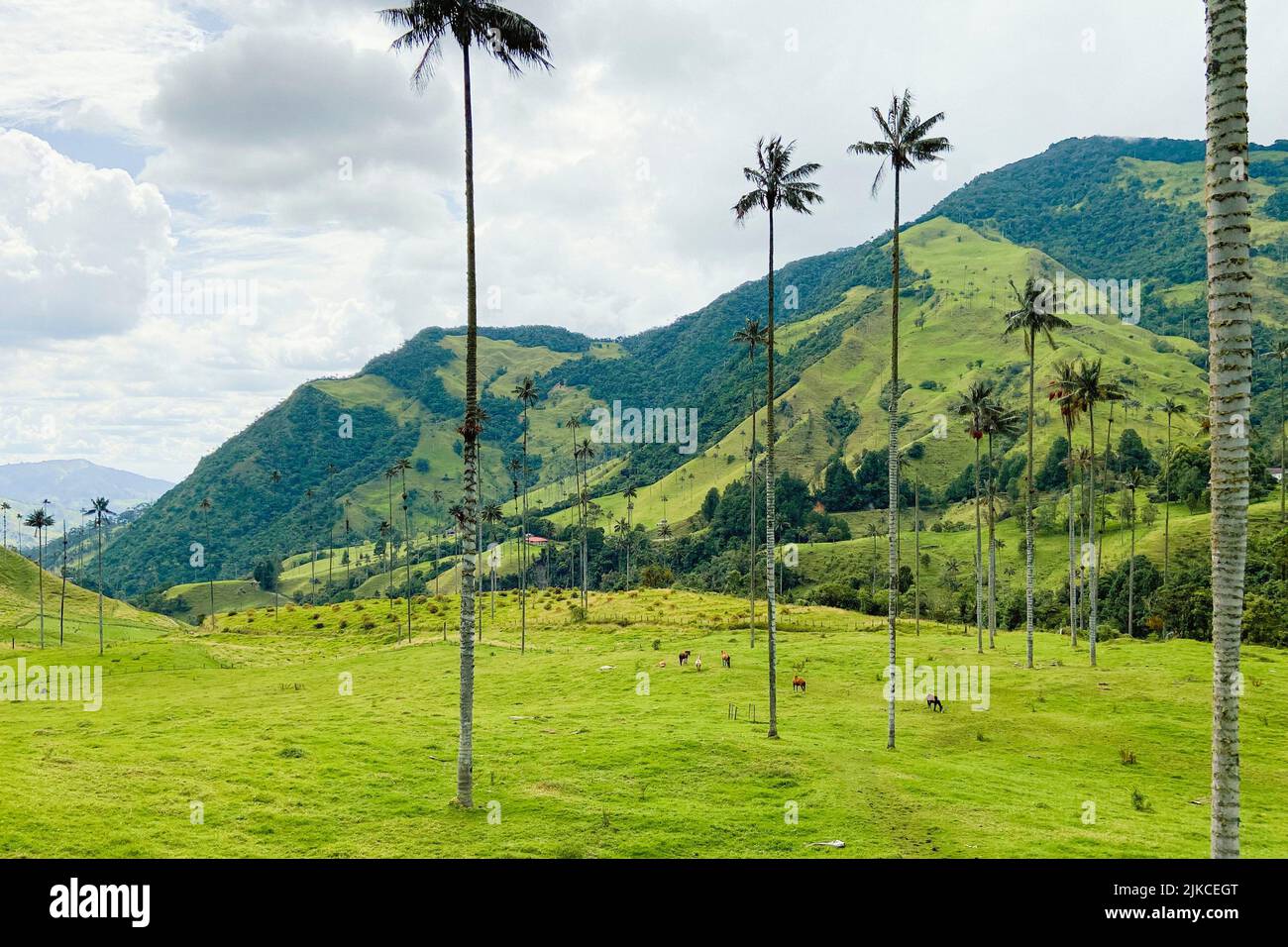 A beautiful view of Cocora Valley in Colombia under a cloudy sky Stock ...