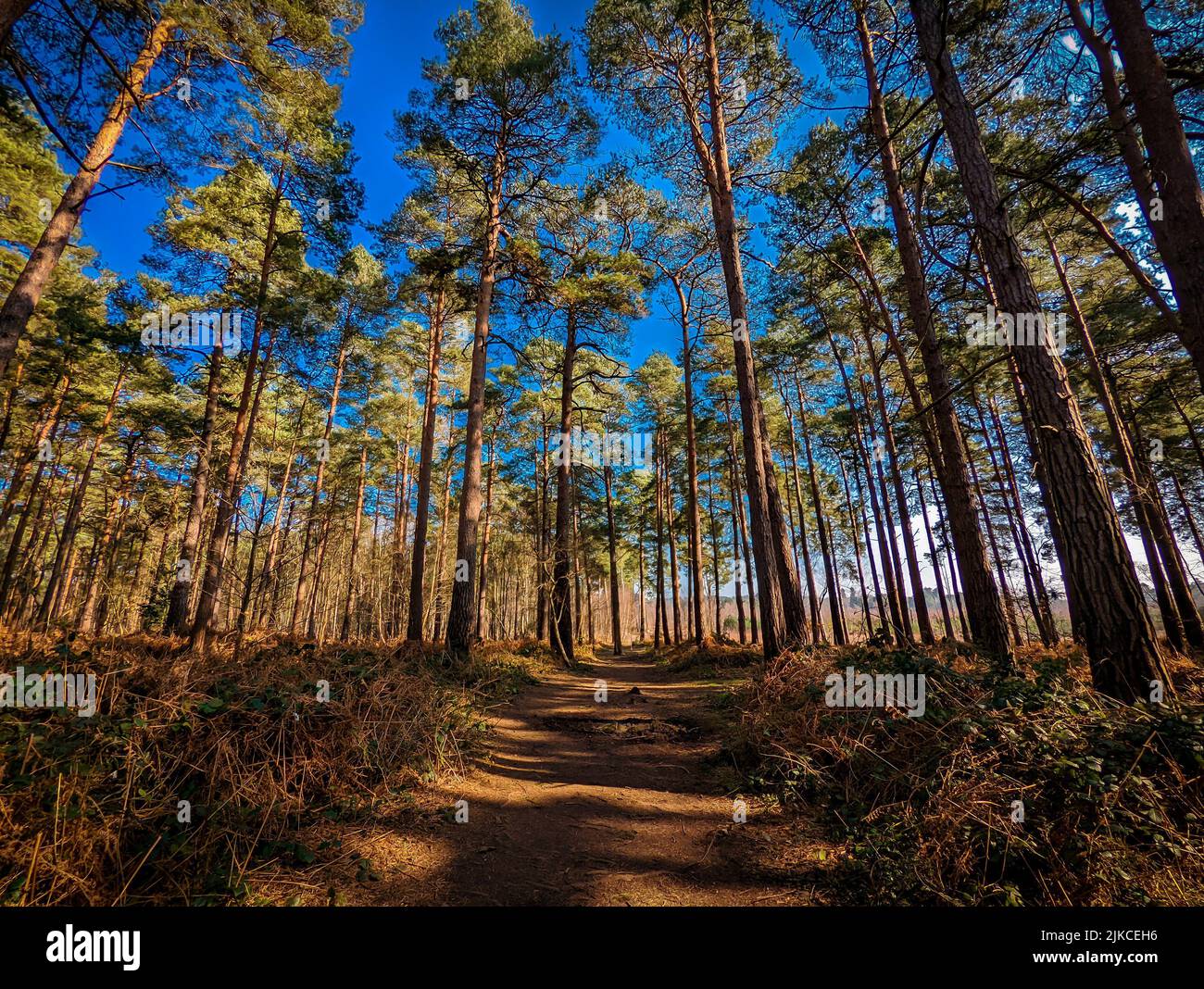 Beautiful RHS Garden Wisley in Surrey with tall trees and a blue ...