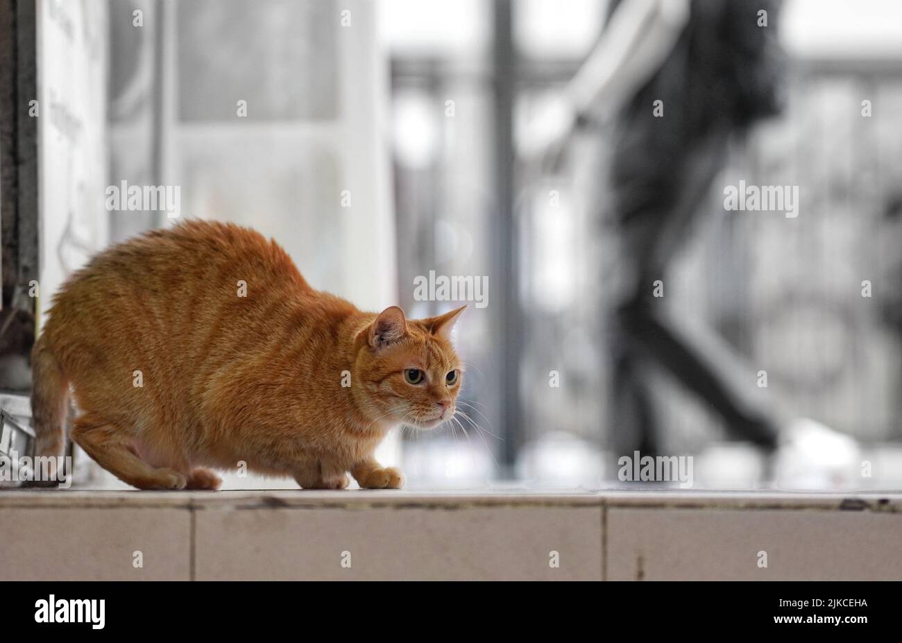 Scared animal hi-res stock photography and images - Alamy