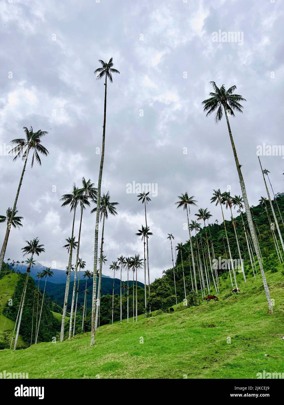 A low angle shot of tall wax palm trees in Cocora Valley, Colombia ...