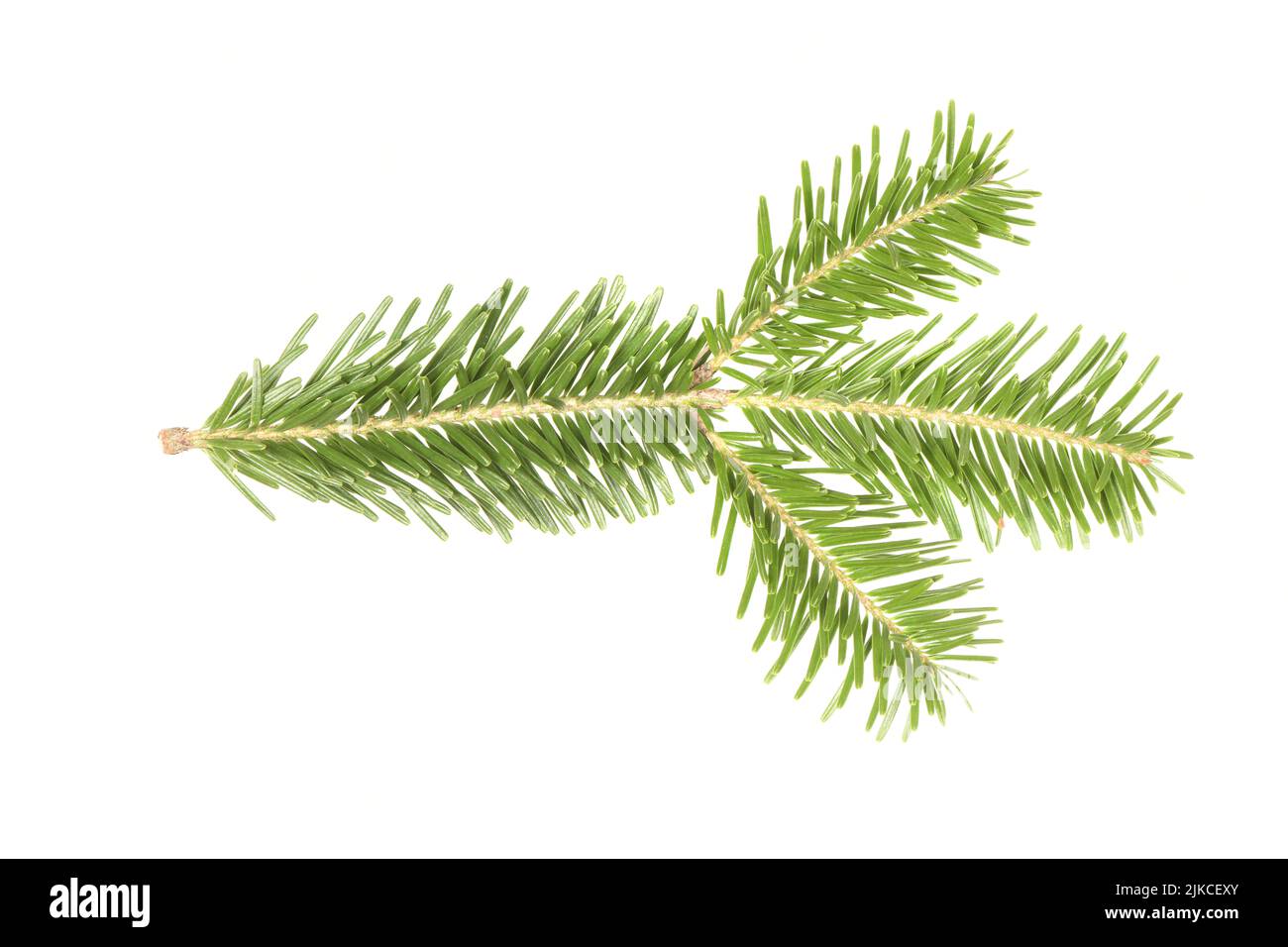 Spruce branch isolated on white background. High resolution photo. Full ...