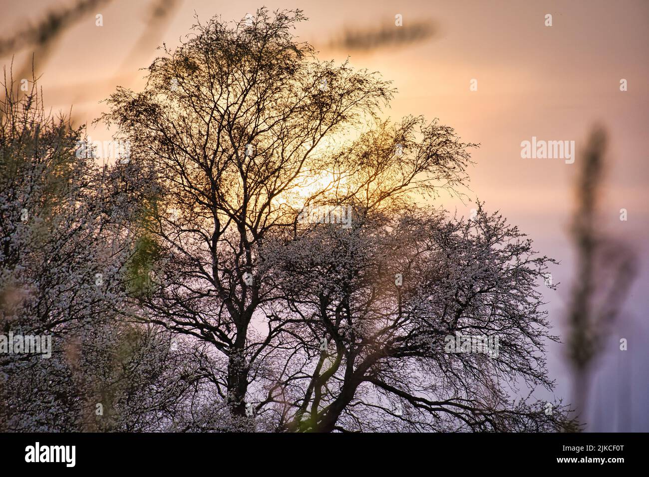 A beautiful cherry blossom tree at sunset Stock Photo - Alamy