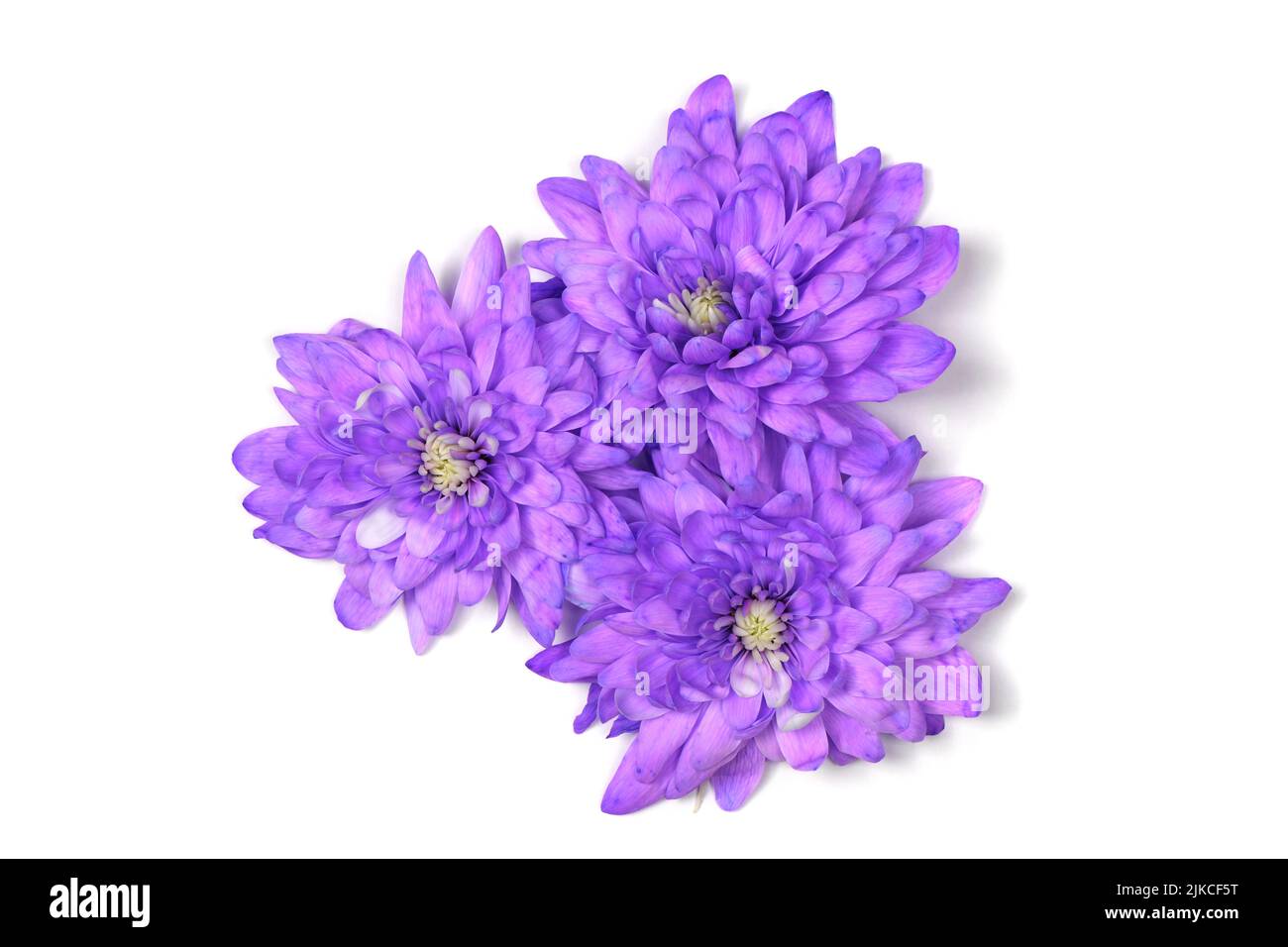 Purple Chrysanthemum Flower Chrysanthemum Indicum Isolated On White