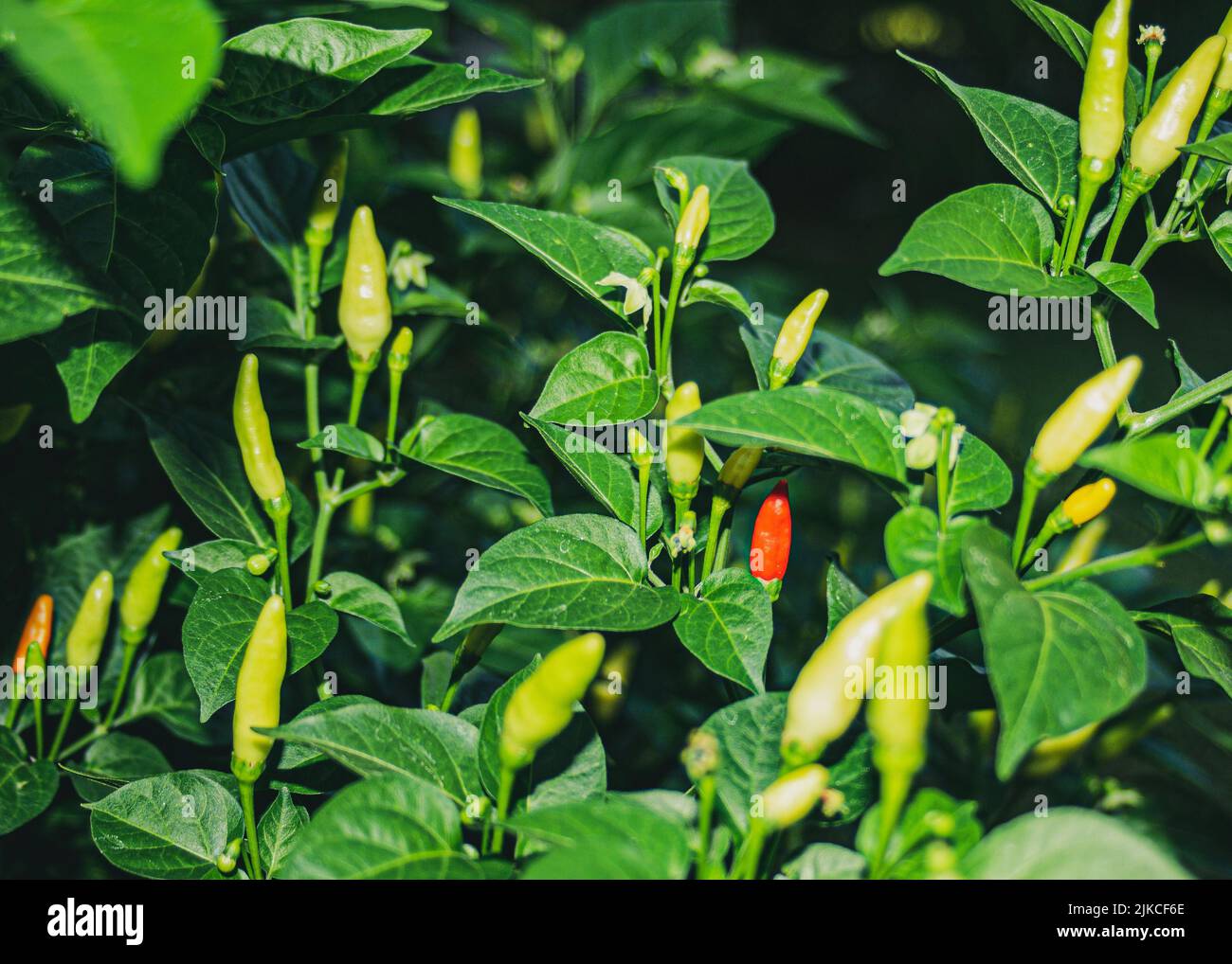 A closeup shot of green and red peppers growing in the garden Stock ...