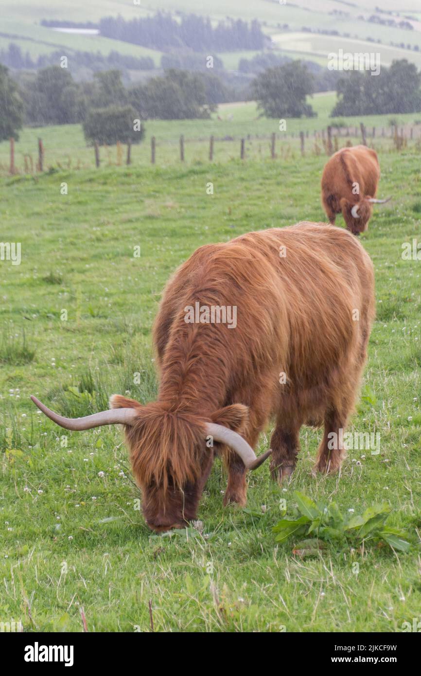 Highland cattle grazing field hi-res stock photography and images - Alamy