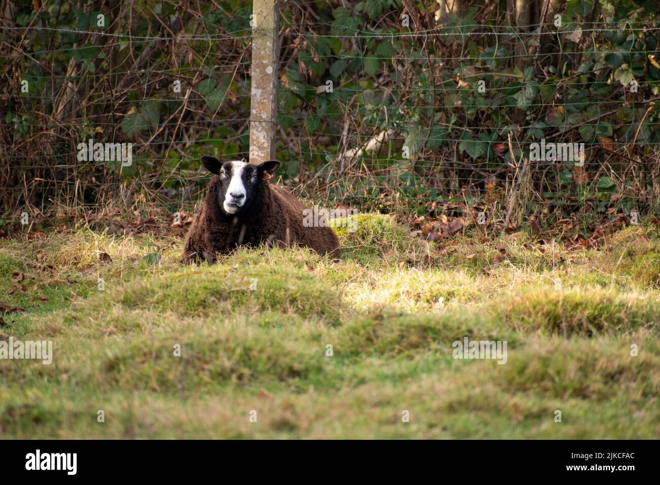 A Balwen Welsh mountain sheep sitting on the grass Stock Photo - Alamy