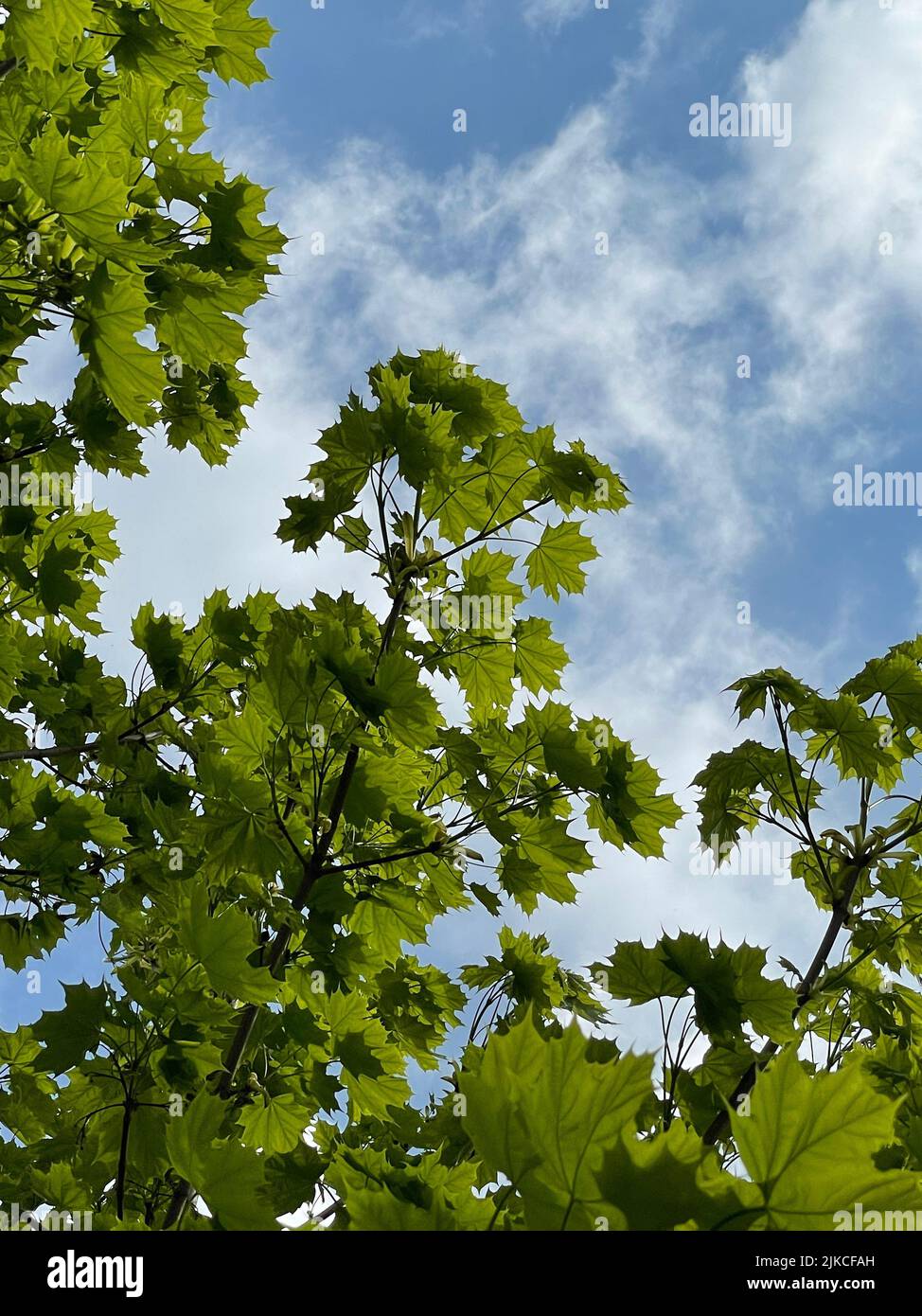 The close-up of vine maple tree branches with fresh green leaves ...