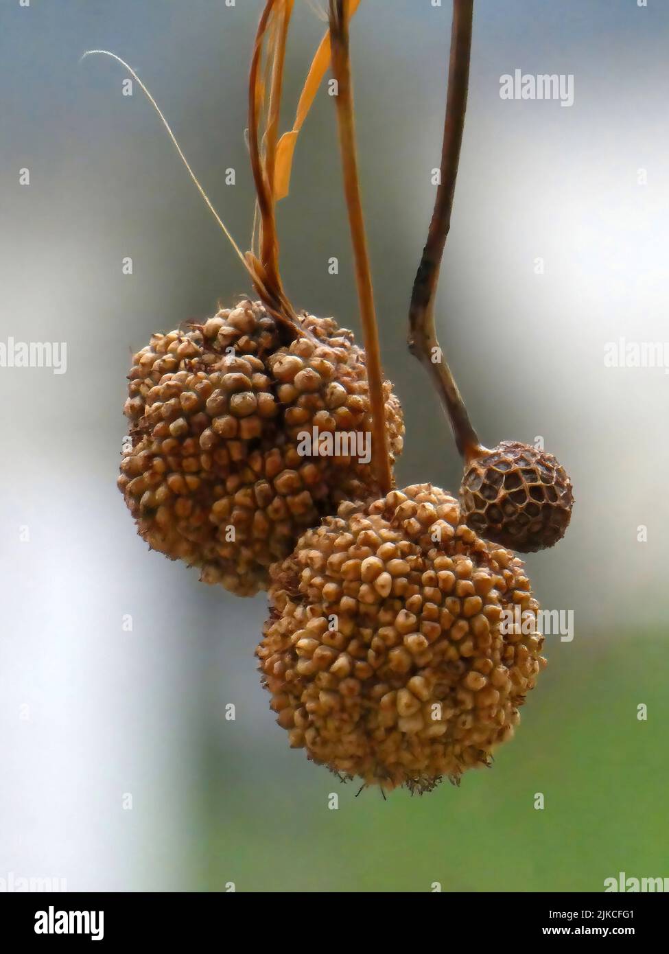 A vertical shot of a plane tree Platanus seed balls with blurred ...