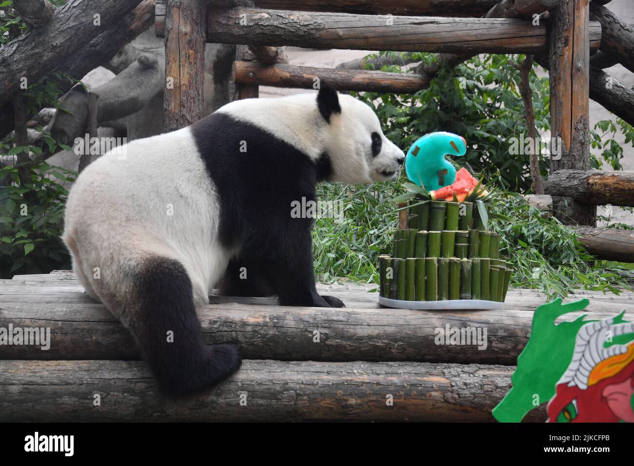 Moscow. A male of a big panda Rui with a festive treat in honor of the ...