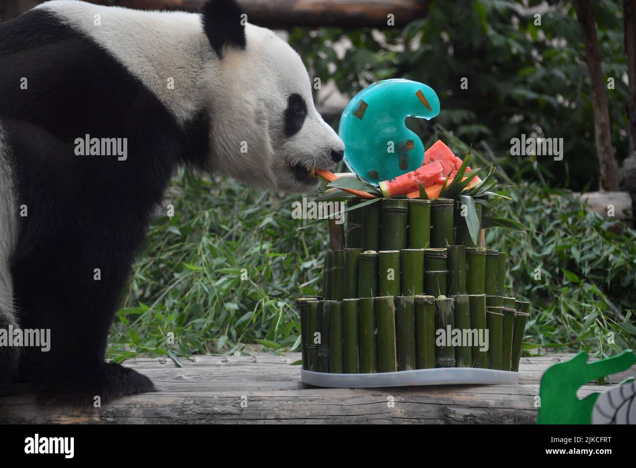Moscow. A male of a big panda Rui with a festive treat in honor of the ...
