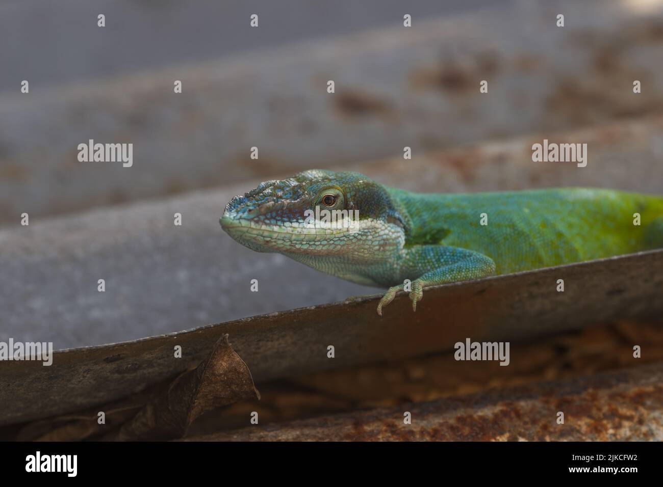 Anolis allisoni hi-res stock photography and images - Alamy