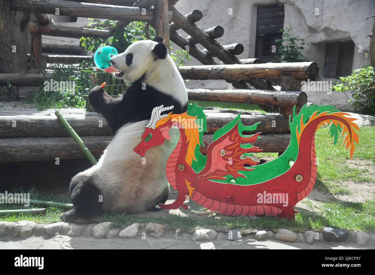 Moscow. A male of a big panda Rui with a festive treat in honor of the ...