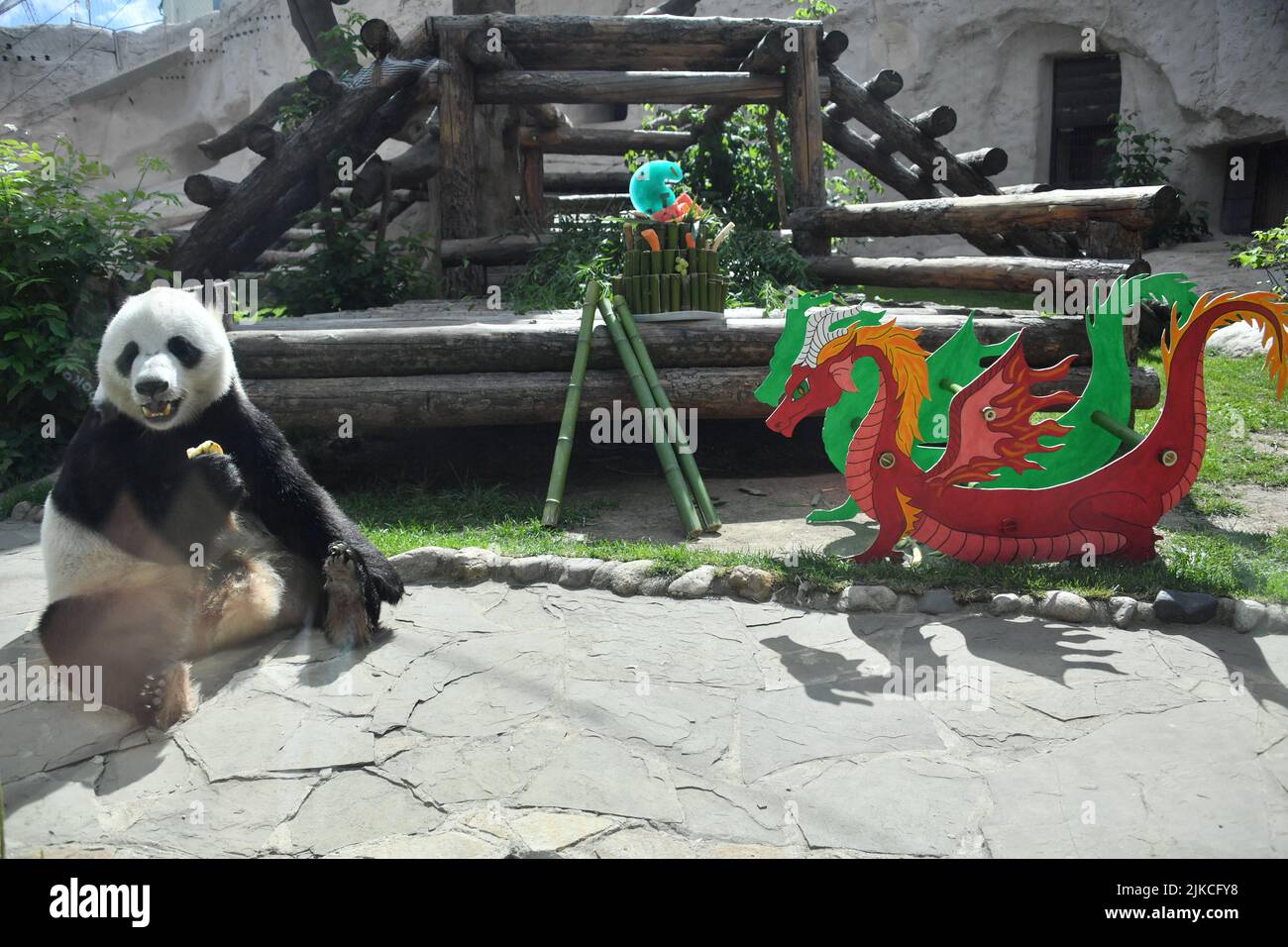 Moscow. A male of a big panda Rui with a festive treat in honor of the ...