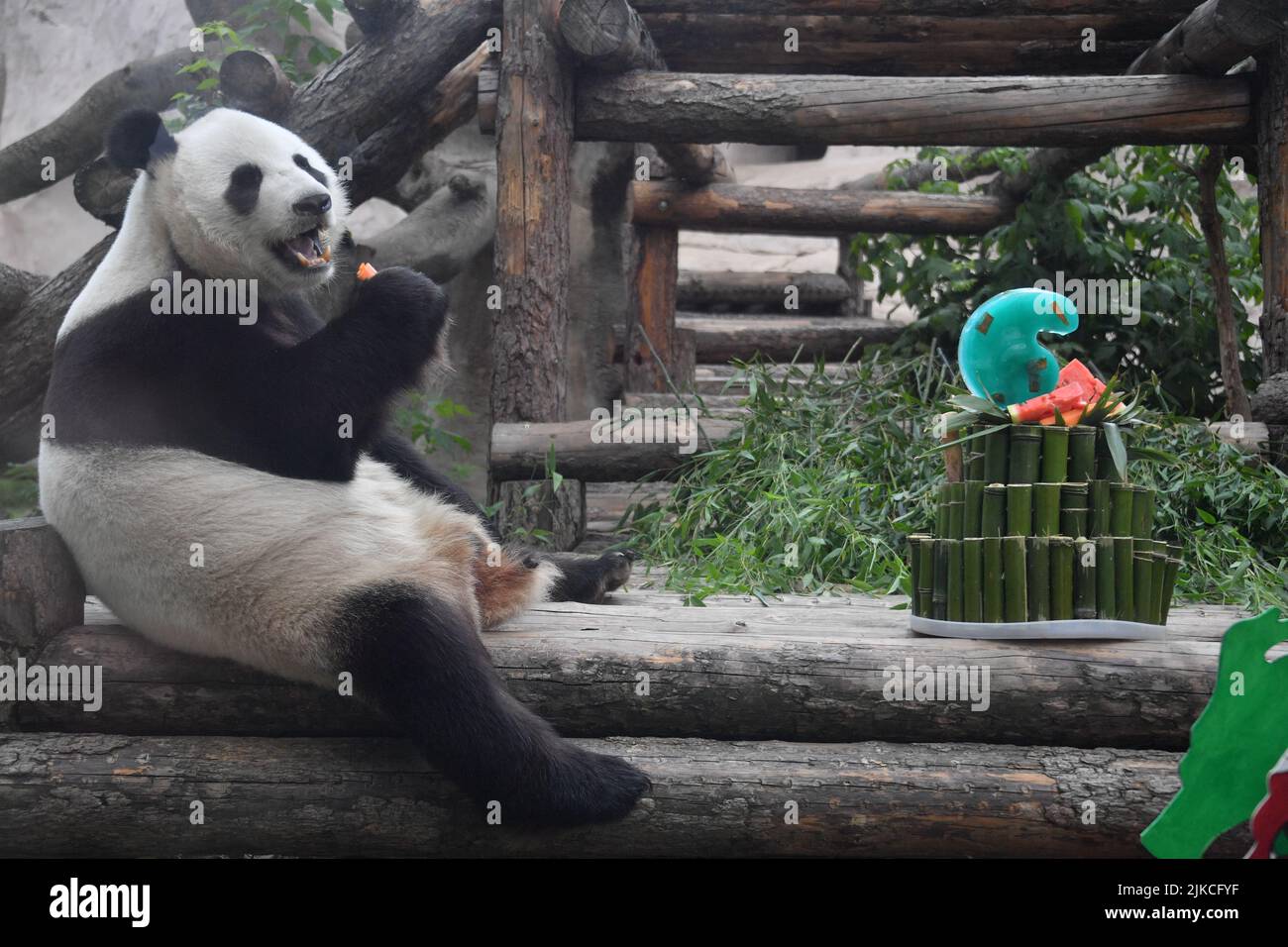 Moscow. A male of a big panda Rui with a festive treat in honor of the ...