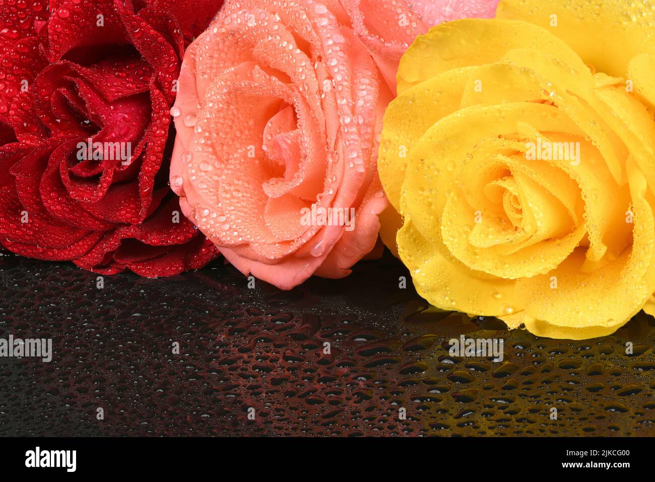 The studio photo of a red, pink and yellow rose on a black background ...