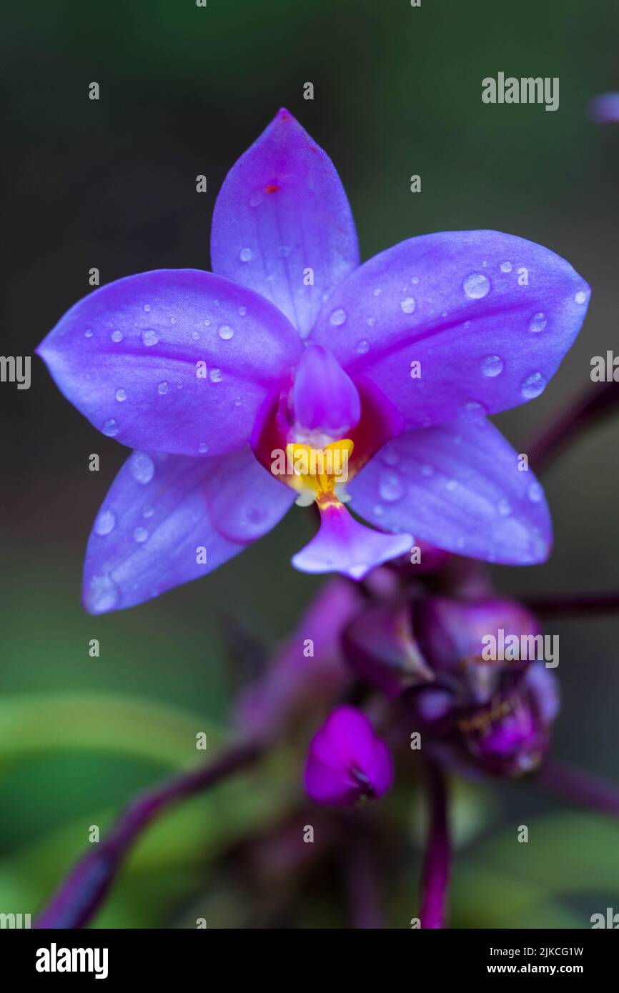 Philippine ground orchid spathoglottis plicata hi-res stock photography ...