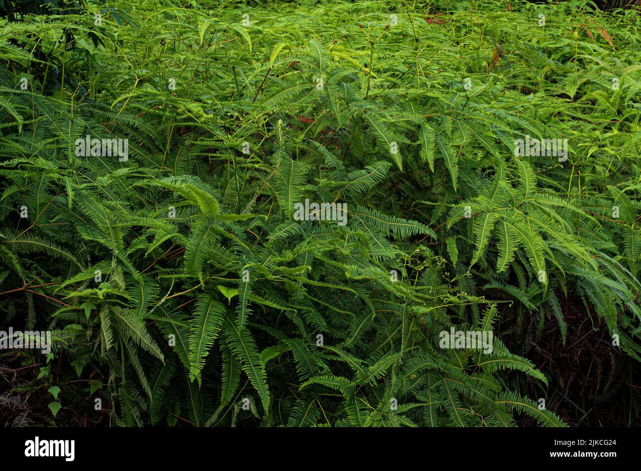 A beautiful view of common ferns in Malaysia (Dicranopteris linearis ...
