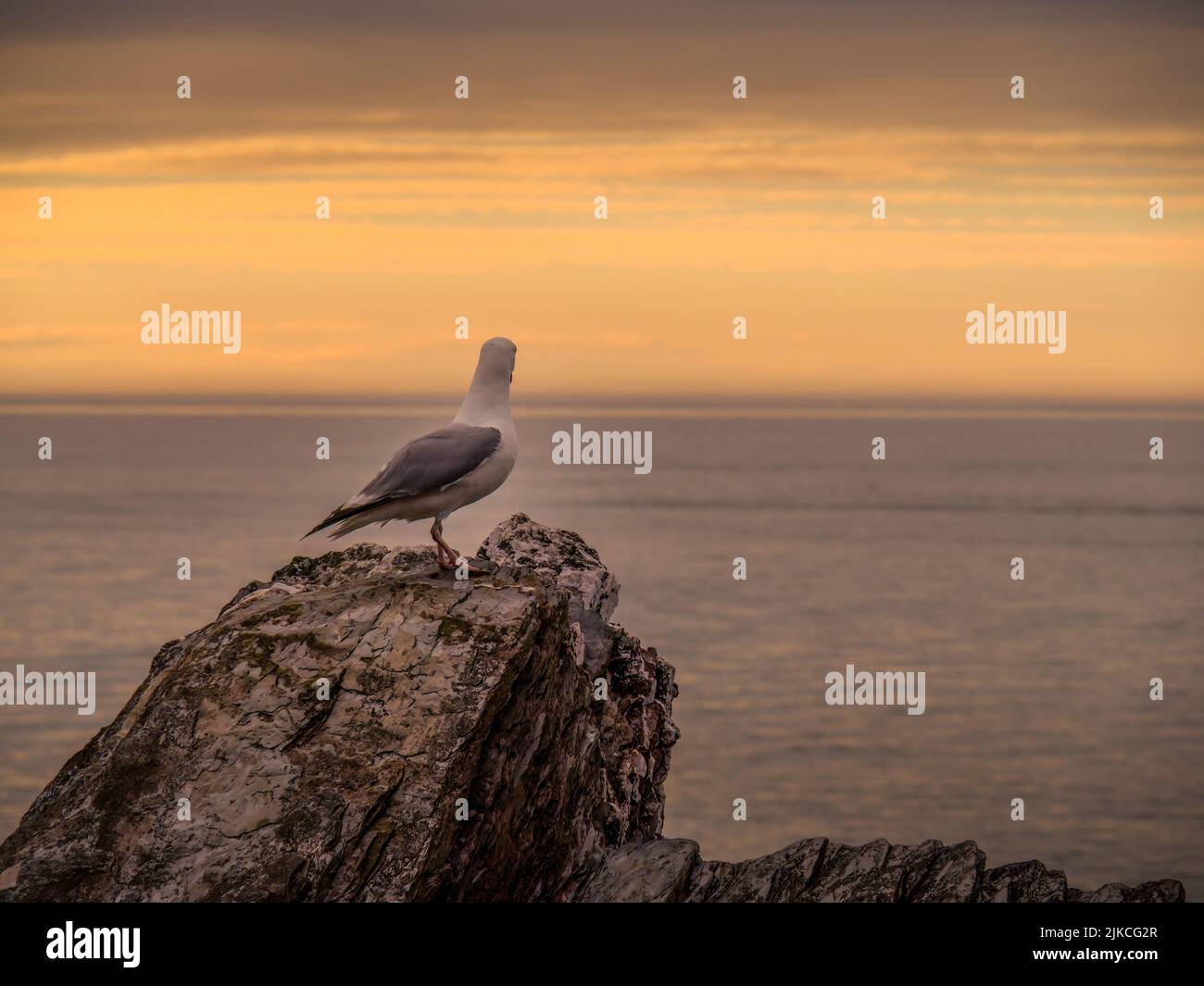 Gentle sunset with gull on rocks looking at sunset and clouds. North ...