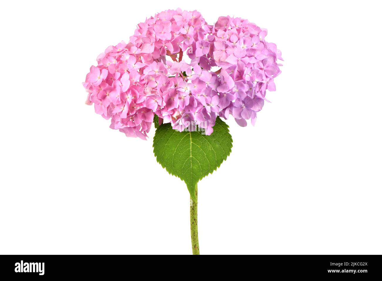 Bouquet of pink flower hydrangea on white background. High resolution ...