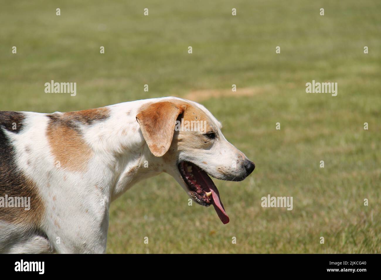 The Head and Face of a Foxhound Hunting Dog Stock Photo - Alamy
