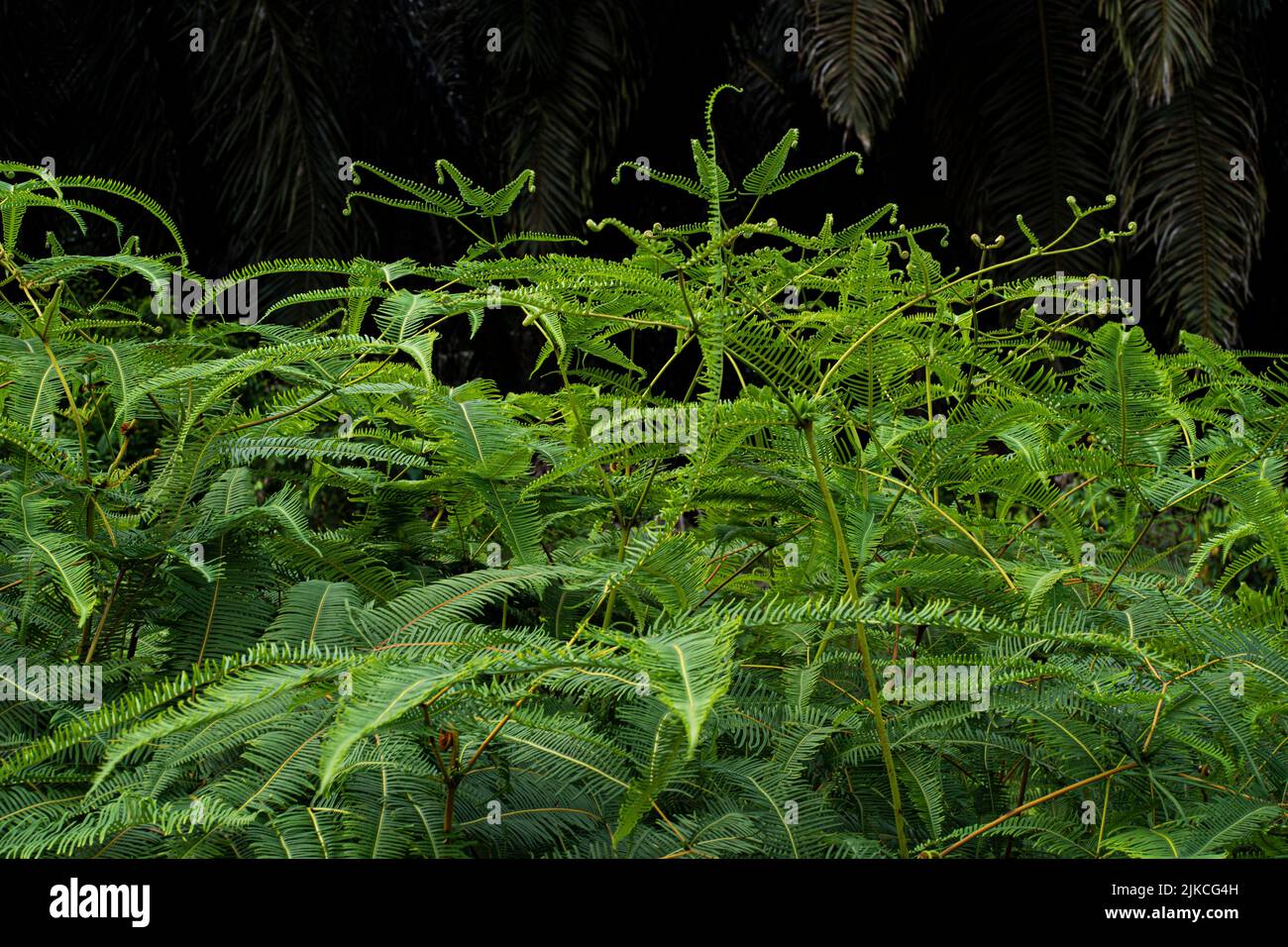 A beautiful view of common ferns in Malaysia (Dicranopteris linearis ...