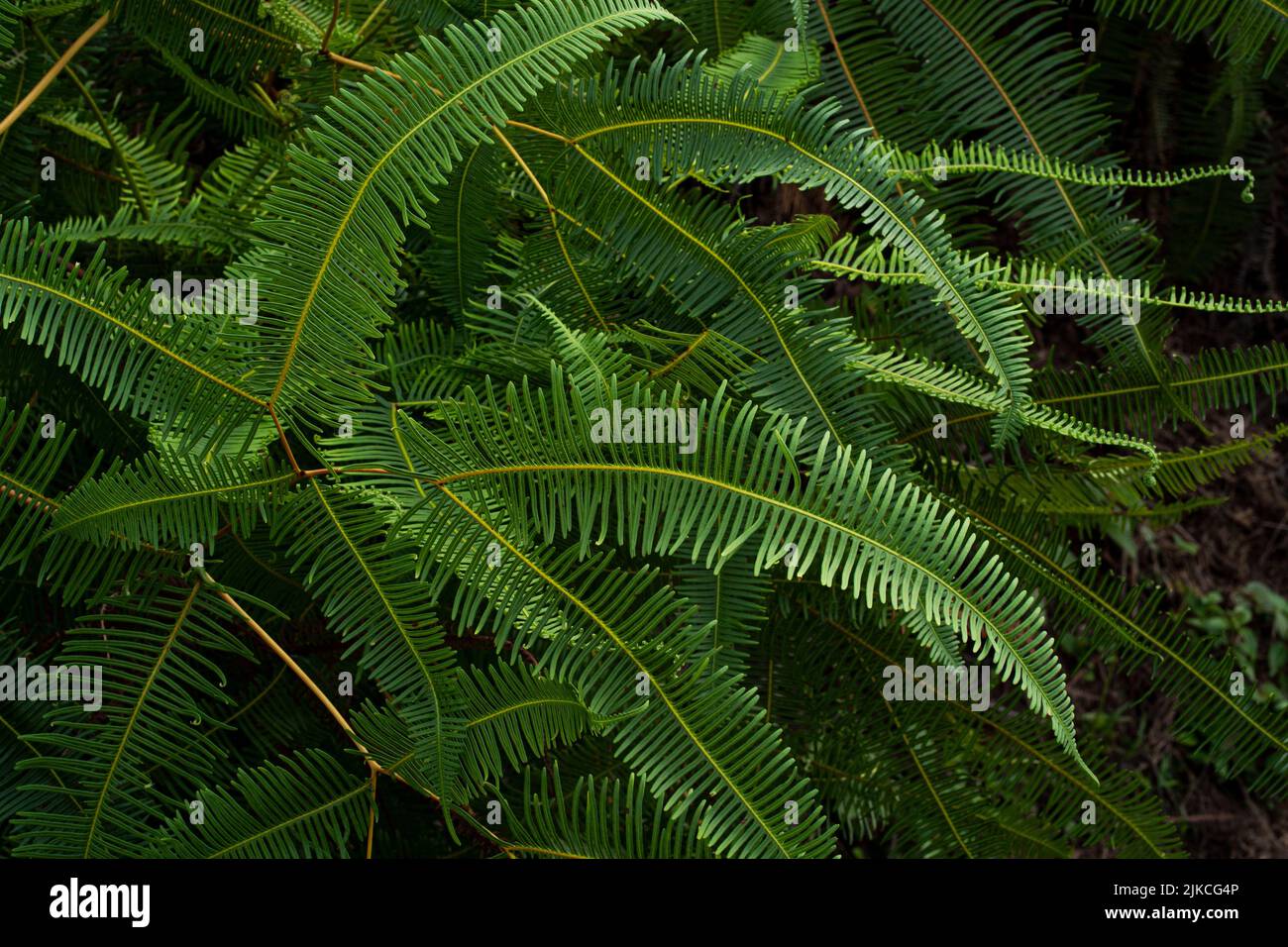 A beautiful view of common ferns in Malaysia (Dicranopteris linearis ...