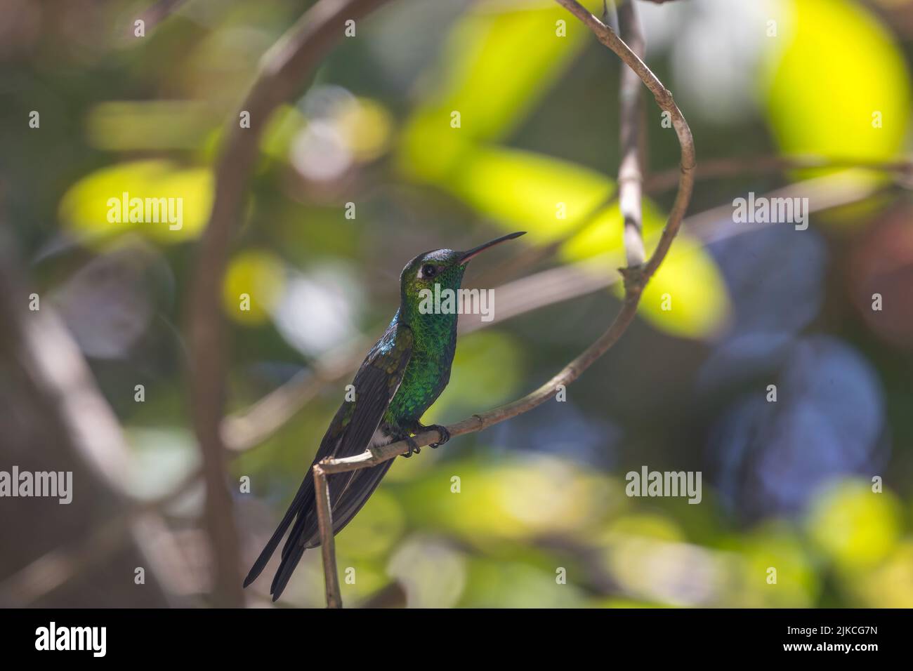 A closeup of a cute Hummingbird sitting on a tree branch during daytime ...