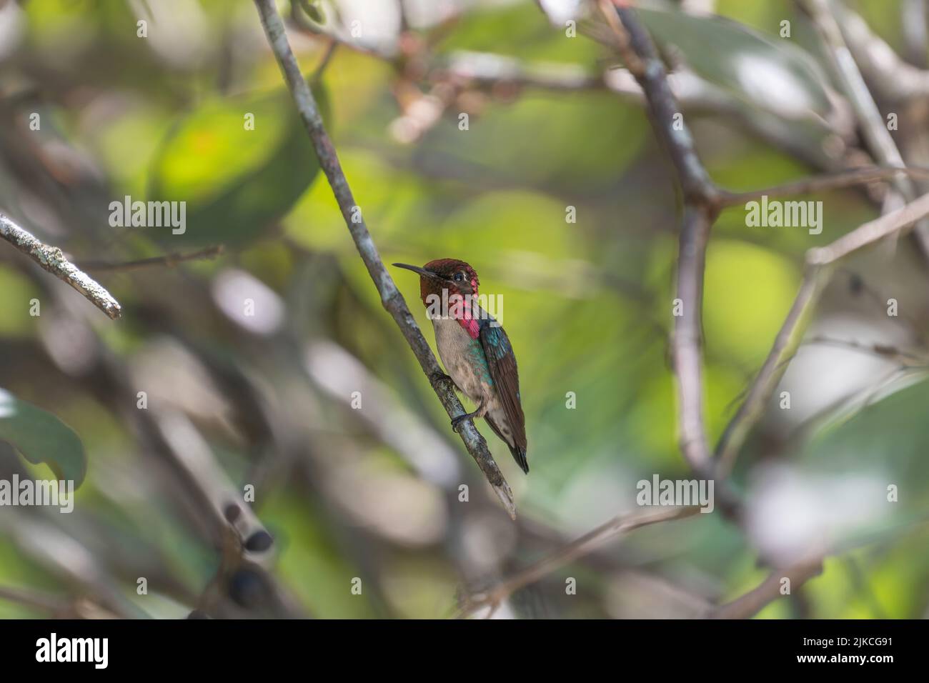 A closeup of a cute Hummingbird sitting on a tree branch during daytime ...