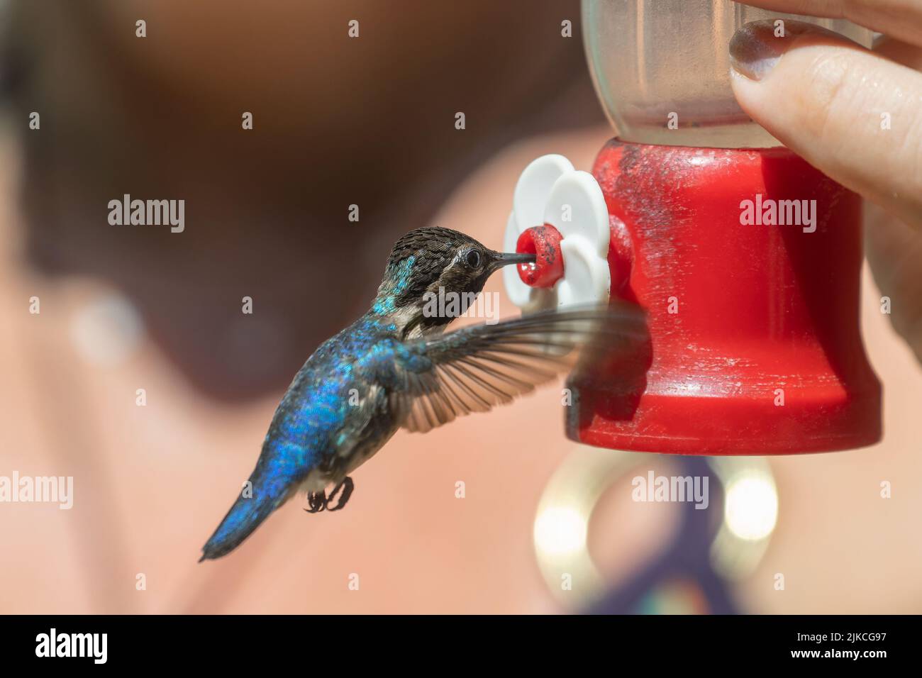 Hummingbird flying drinking water feeder hi-res stock photography and ...