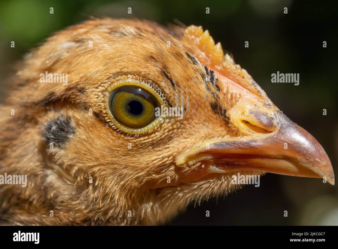 A closeup of a chicken eye with details and blurred background Stock ...