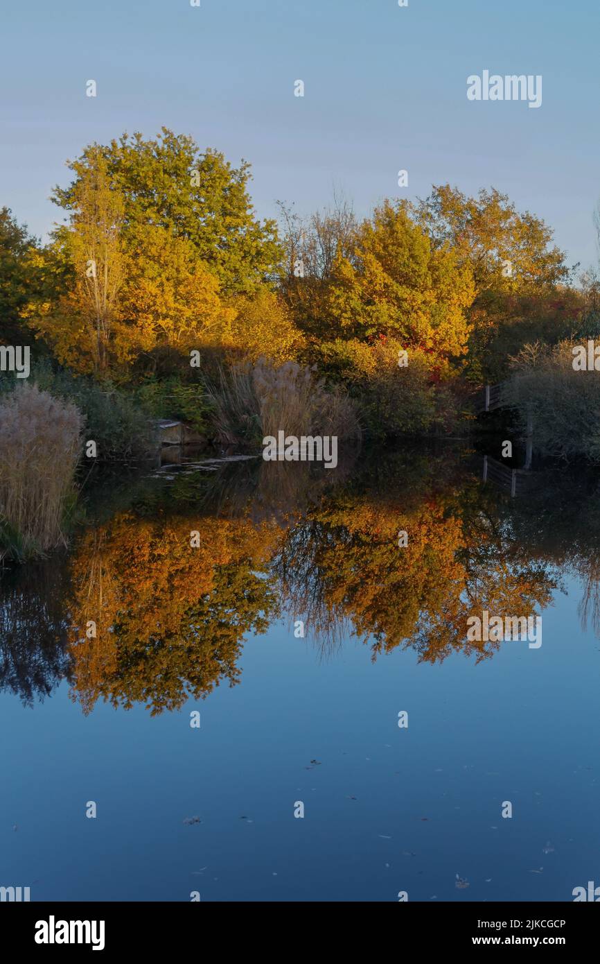 The beautiful scenery of autumn forest trees reflected on lake water ...