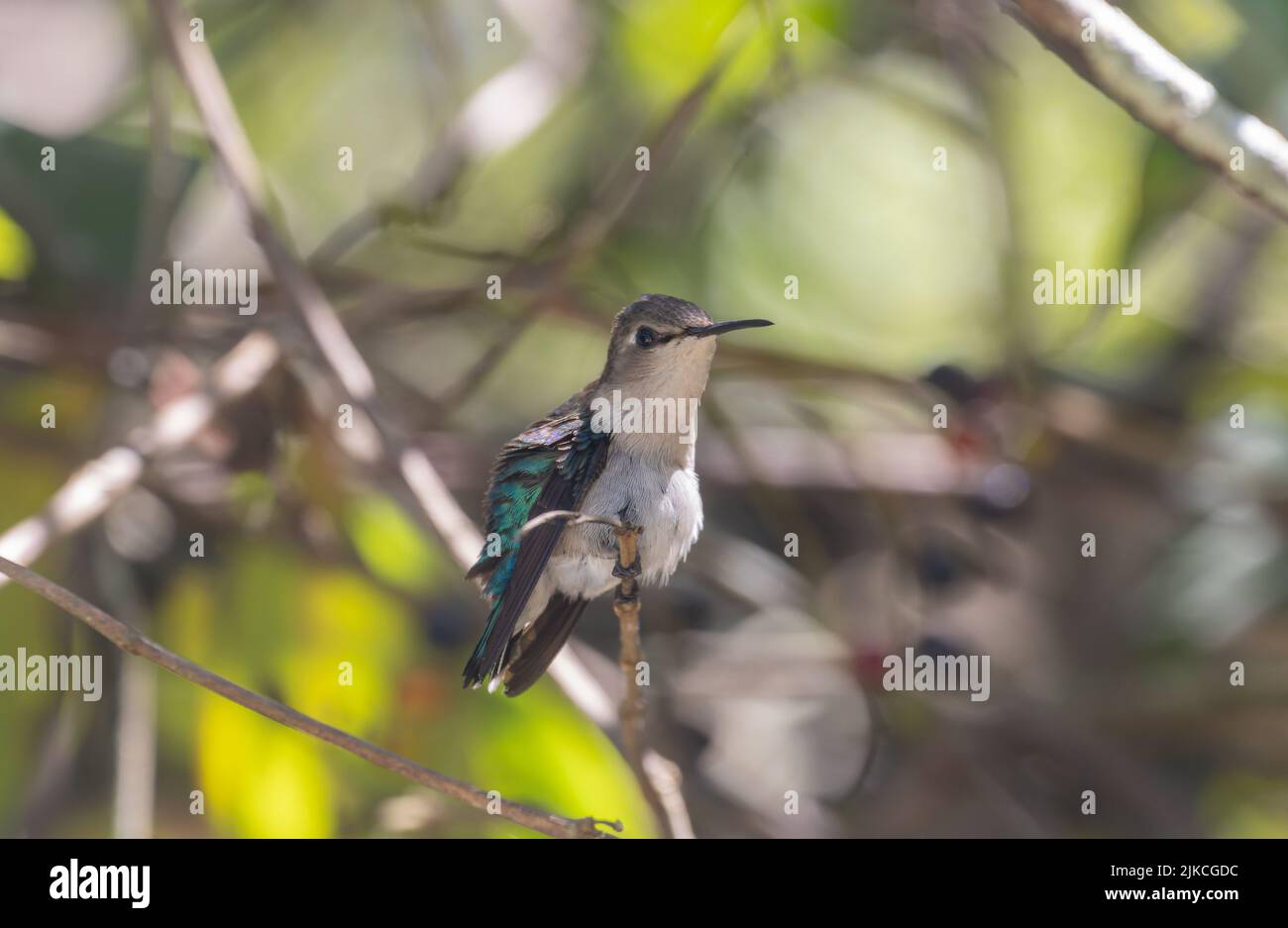 A closeup of a cute Hummingbird sitting on a tree branch during daytime ...