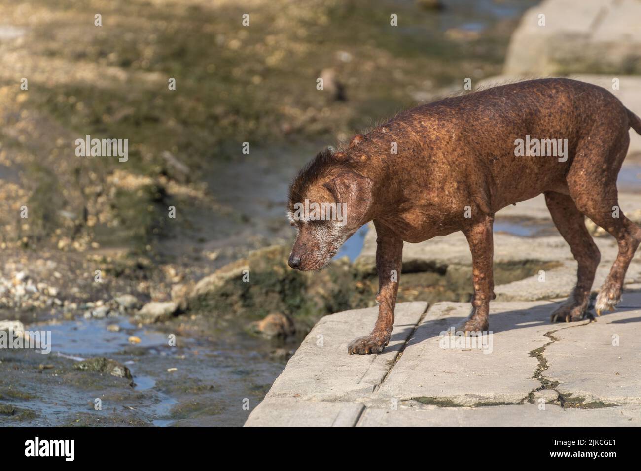 Sad dog expression hi-res stock photography and images - Alamy