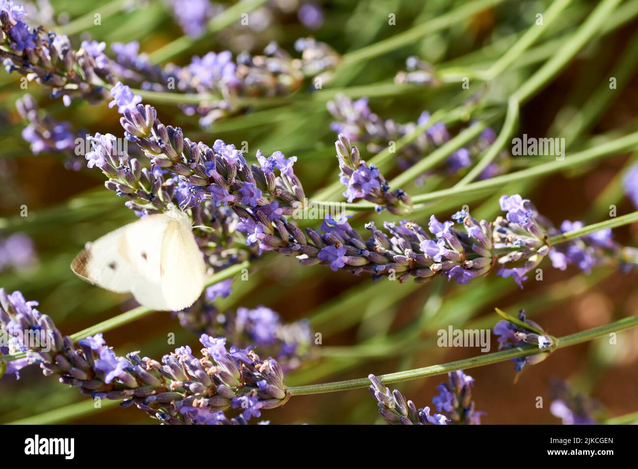 Lavender in the summer garden, Closeup of flowers of lavender Lavandula ...
