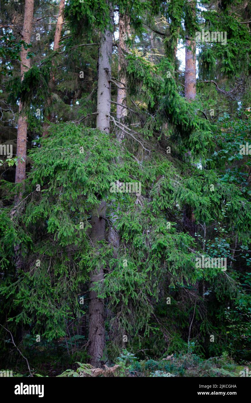 A vertical shot of tall, evergreen trees in the countryside Stock Photo ...