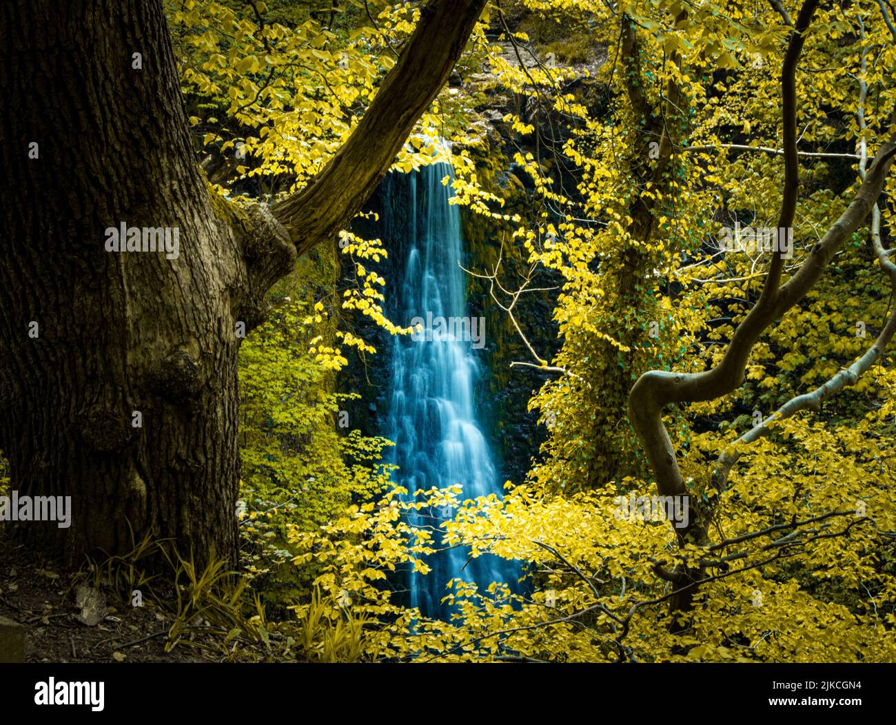 A beautiful waterfall visible from in between yellow tree leaves ...