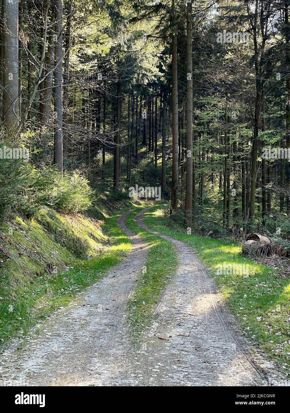 The small narrow path through coniferous forest, vertical Stock Photo ...
