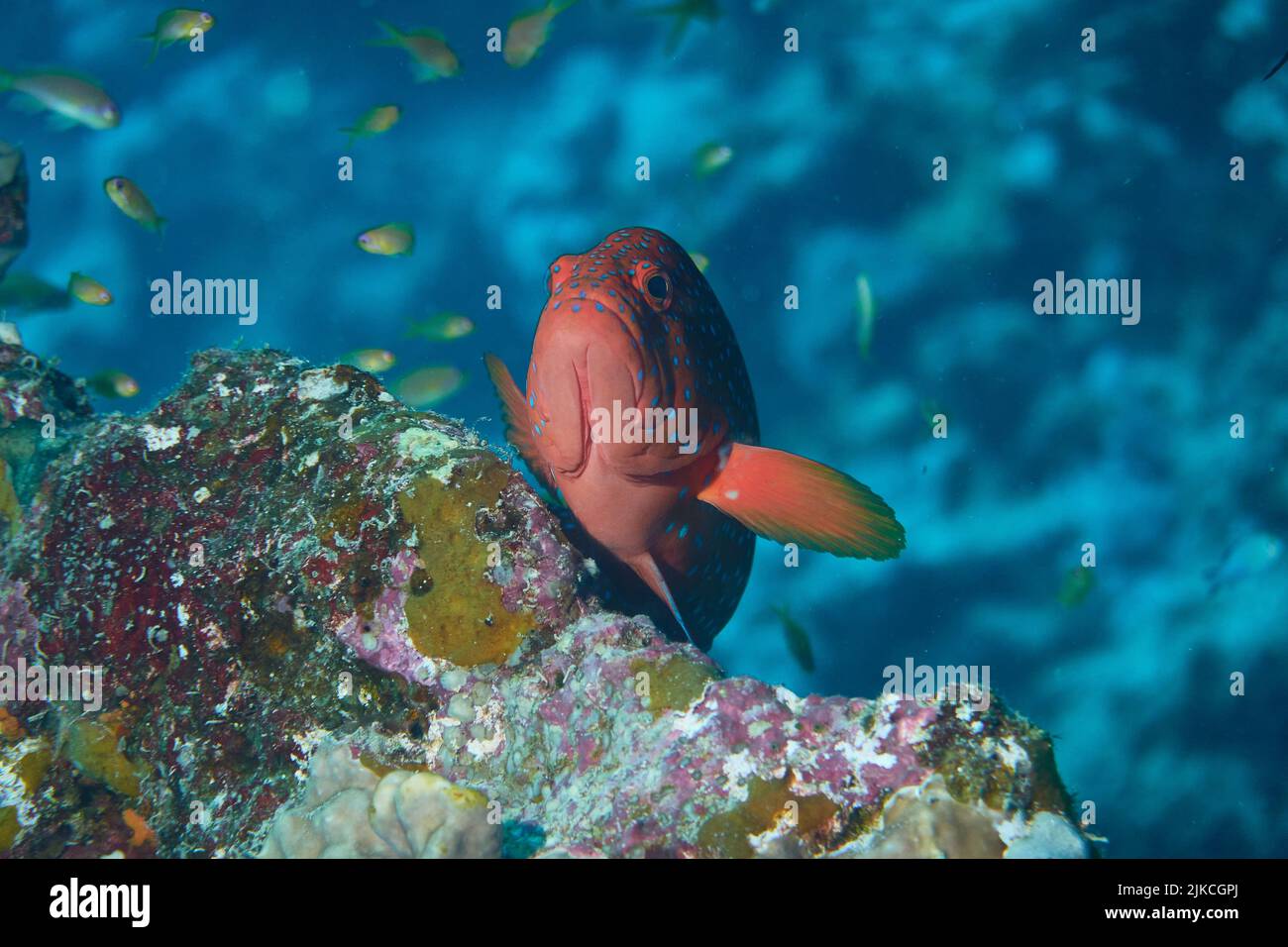A close-up of an exotic jewel perch fish swimming in underwater coral ...