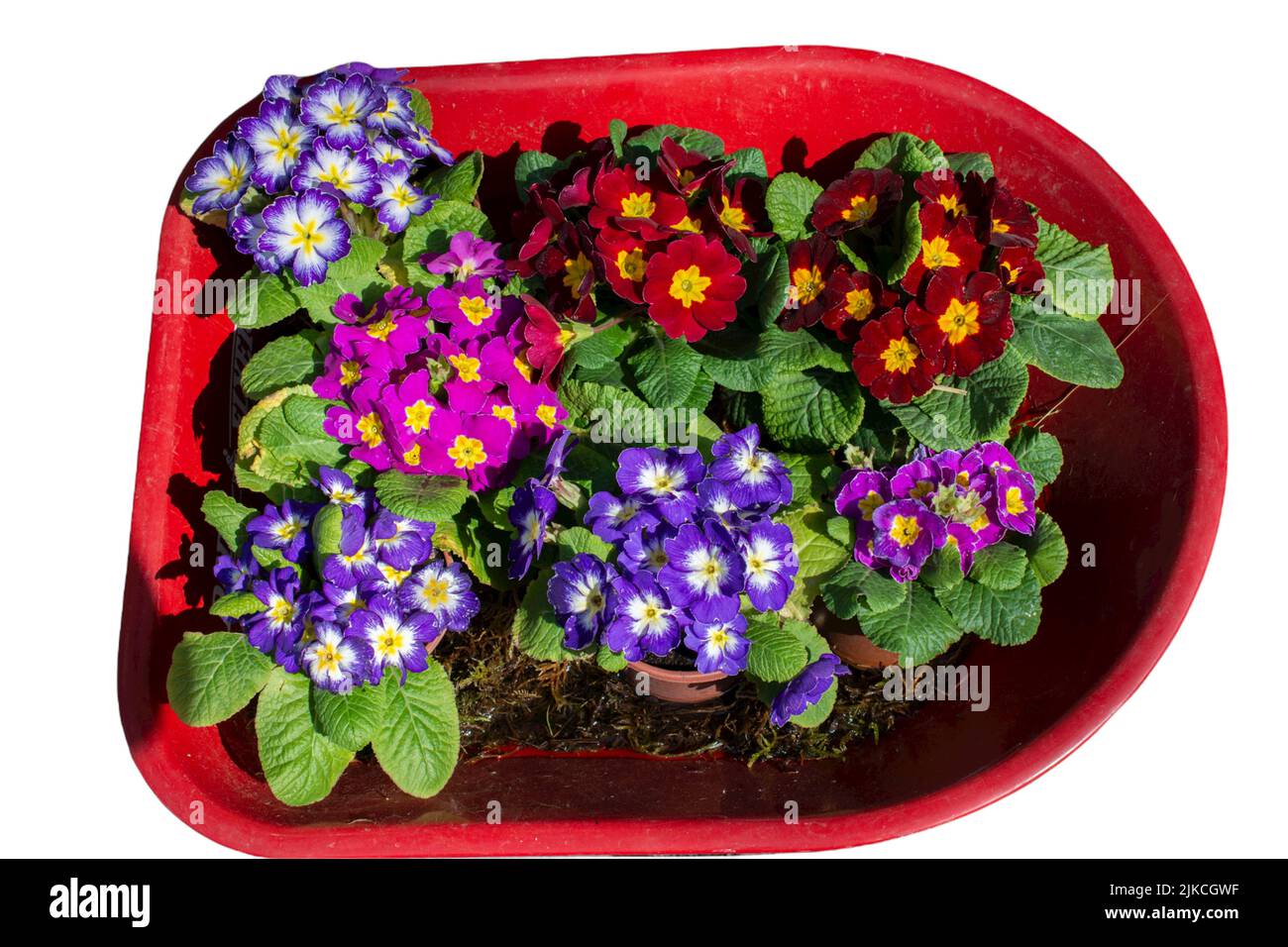 Beautiful colorful primroses in different small flower pots in a big ...