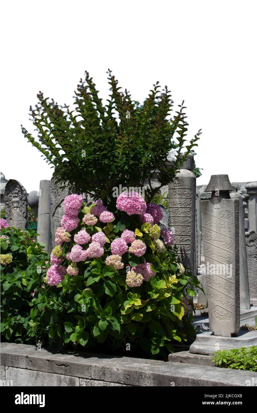 A vertical shot of a tall green plant covered with pink French ...