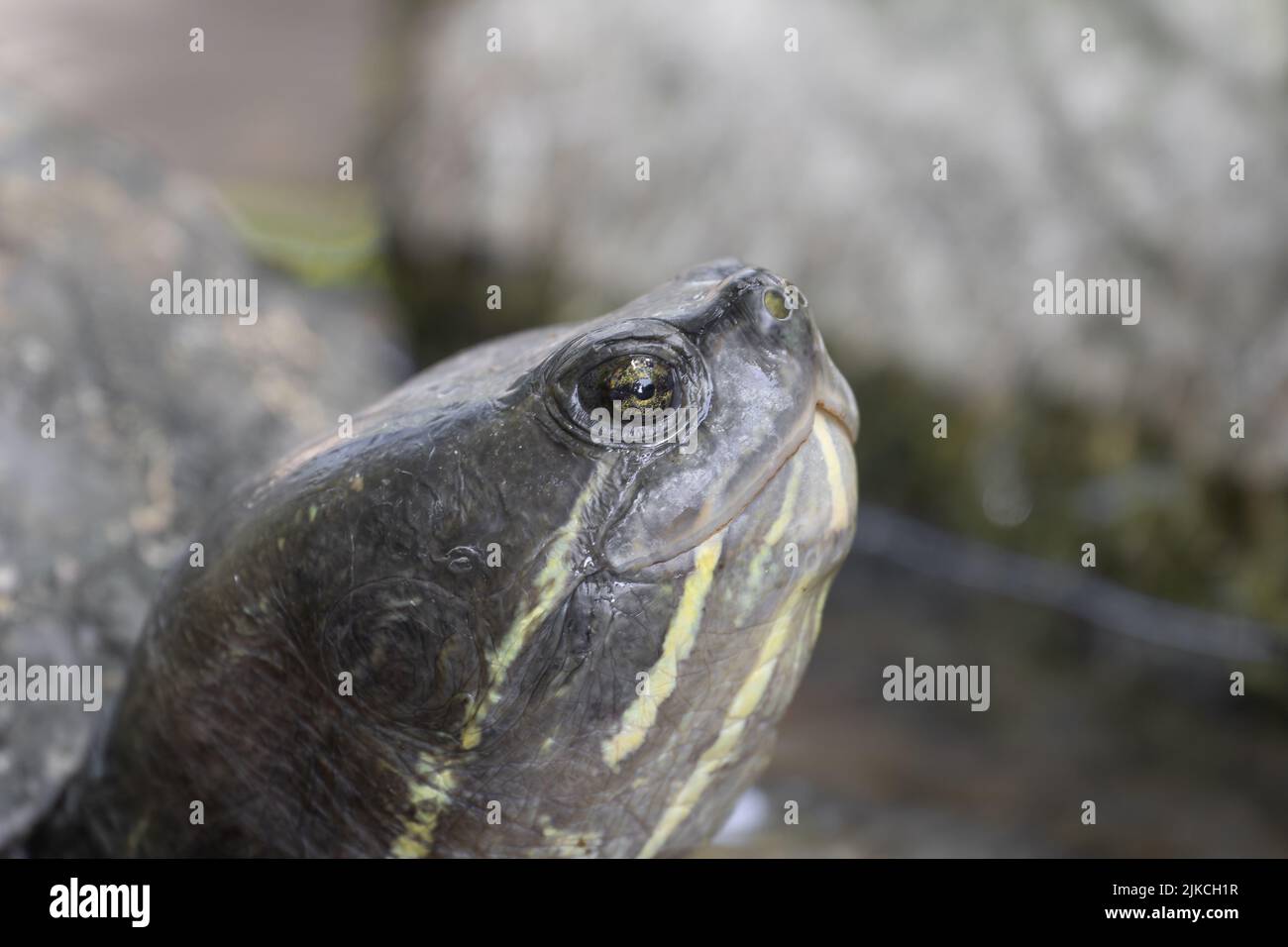 A closeup shot of a turtle head Stock Photo - Alamy