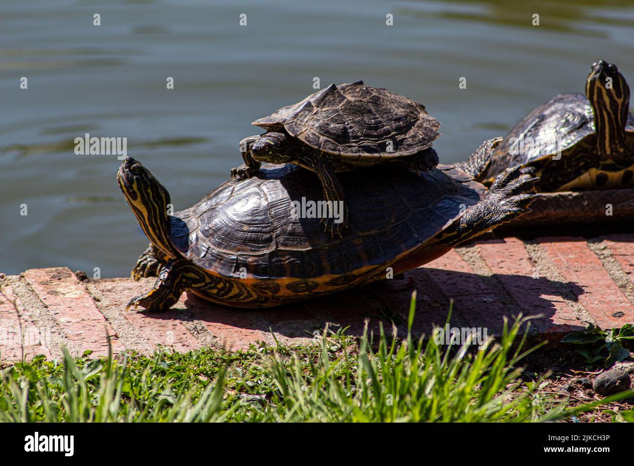 Three sea turtles hi-res stock photography and images - Alamy