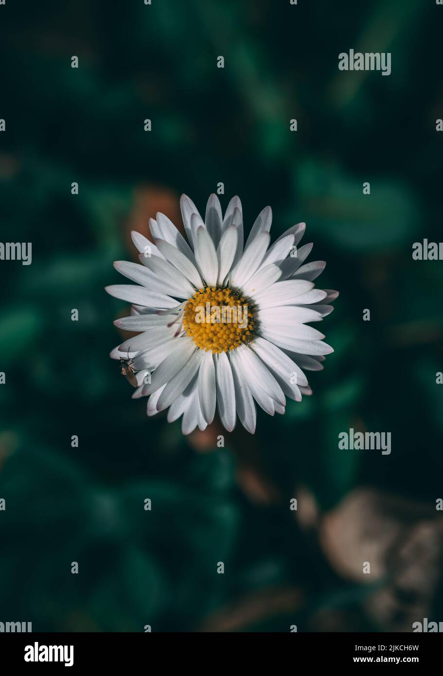 A vertical close-up view of a common daisy flower from above Stock ...