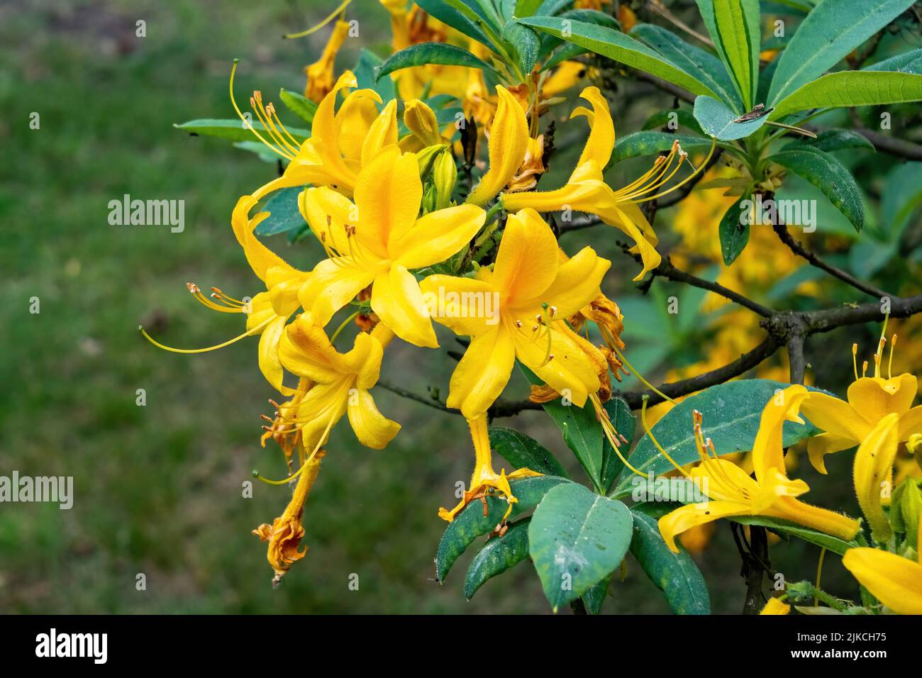Beautiful yellow lily flowers on a green azalea plant with a natural ...