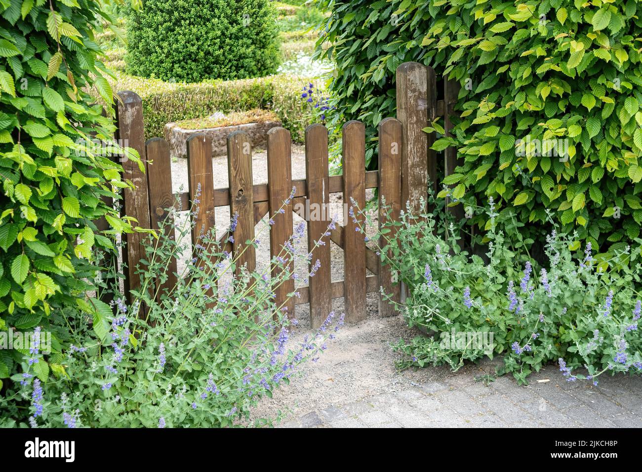 An old wooden picket garden gate in between big green bushes and little ...