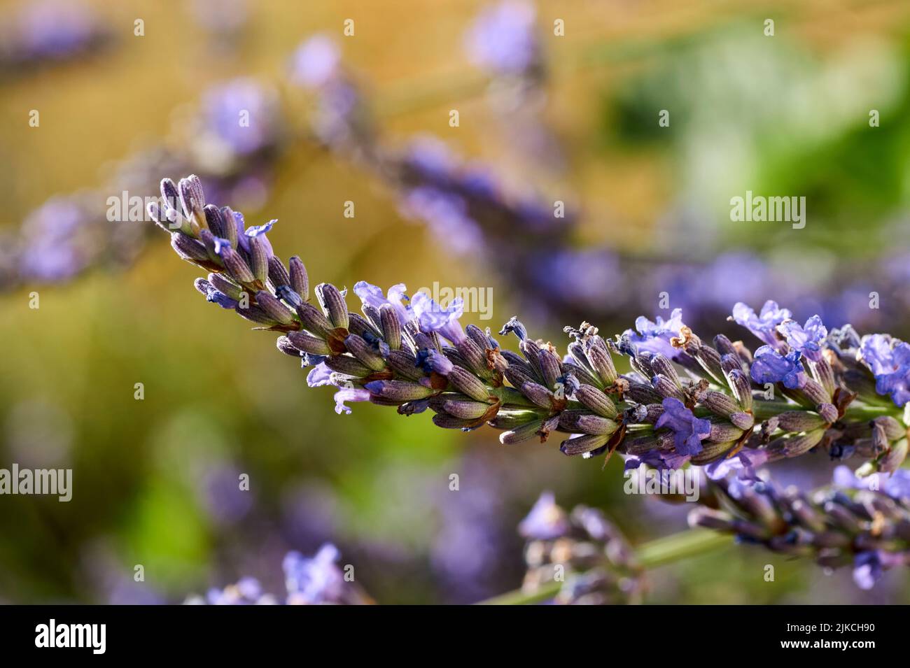 Lavender in the summer garden, Closeup of flowers of lavender Lavandula ...
