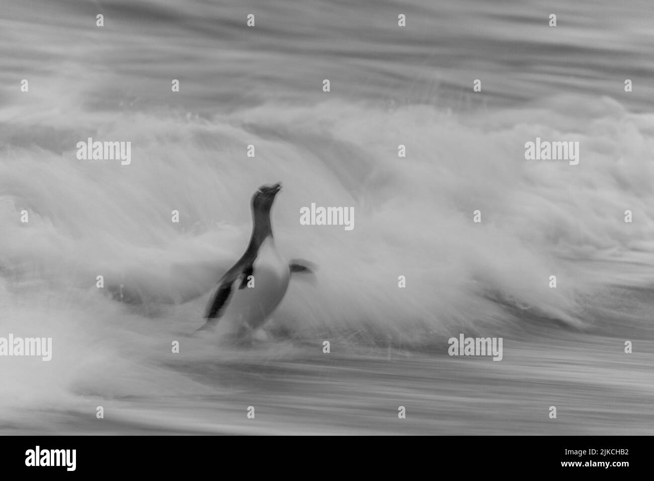 New island falkland islands Black and White Stock Photos & Images - Alamy