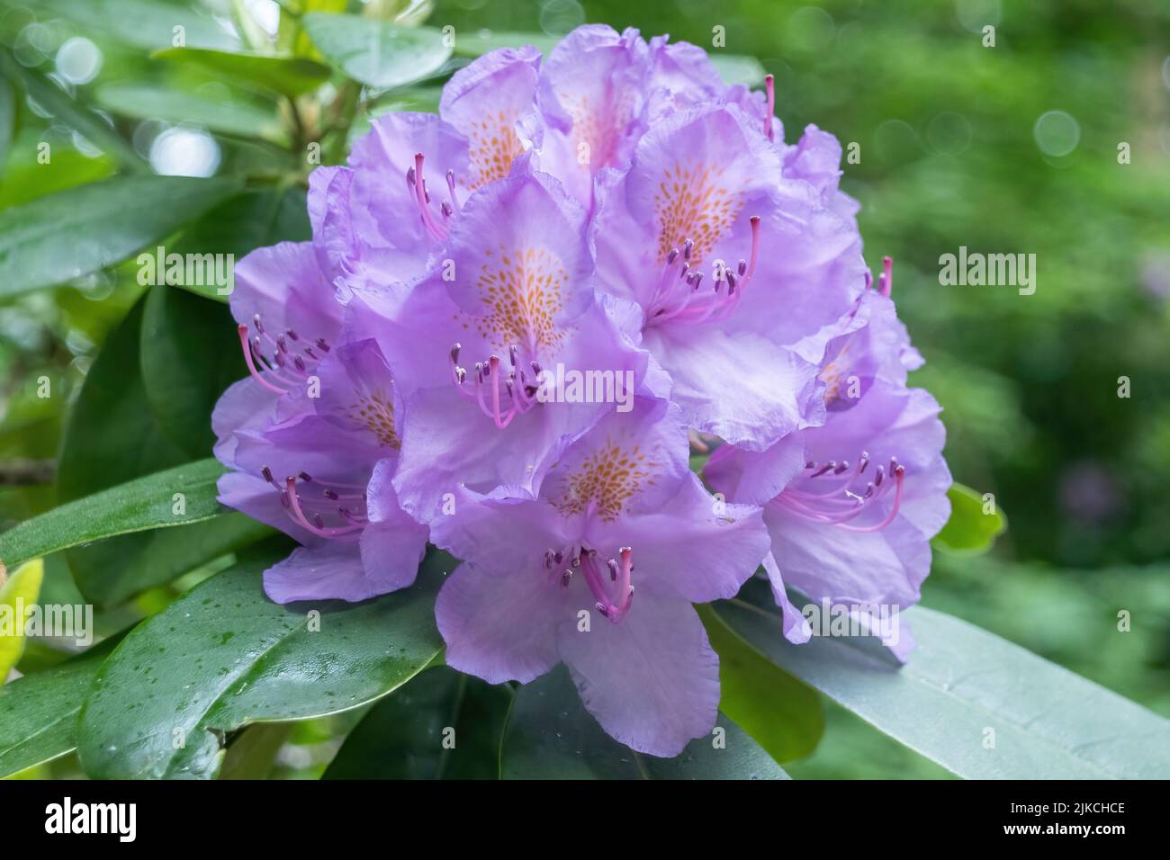 A delicate purple rhododendron hybrid catawbiense grandiflorum flower ...