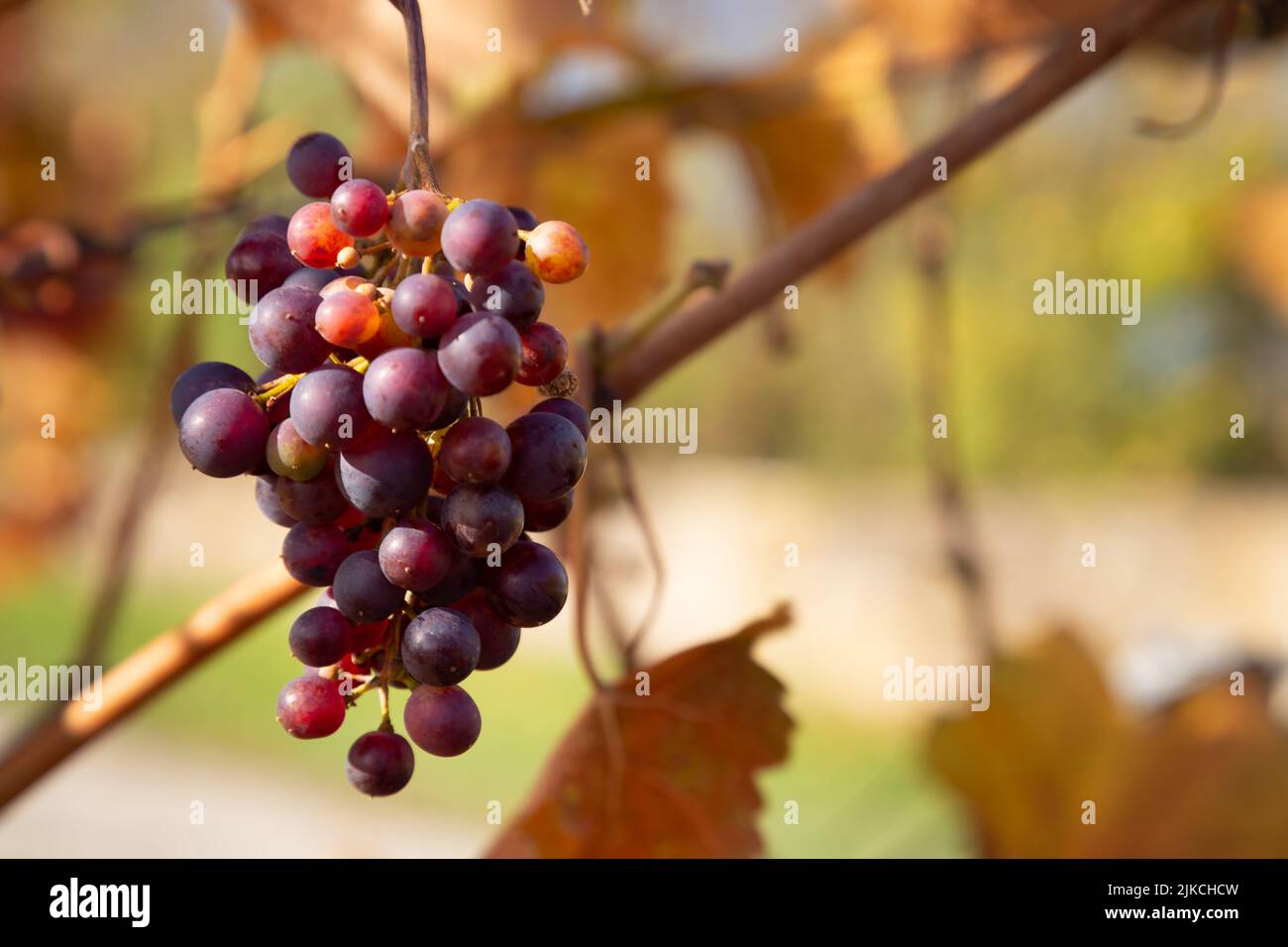A close-up shot of a purple grapevine during fall in front of yellow ...